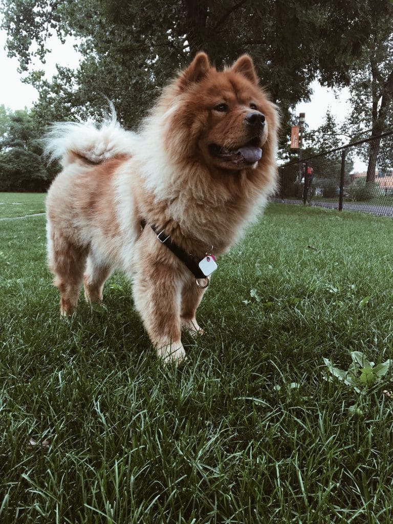 15 Things Only Chow Chow Owners Will Understand - PetPress