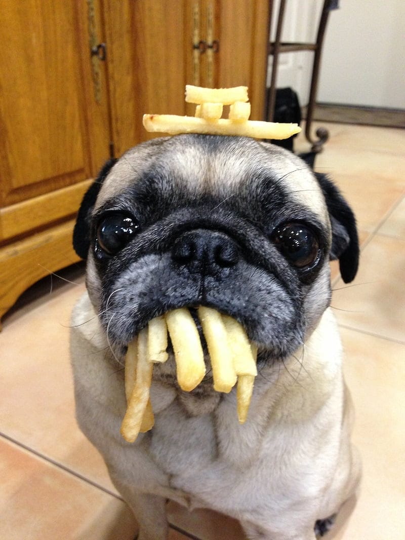 14 Funny Pug Pics That Will Make You Smile - PetPress