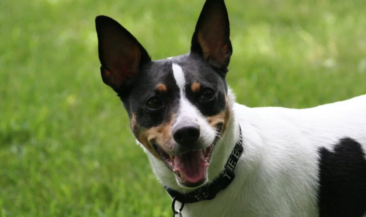14 Interesting Facts About Rat Terriers - PetPress