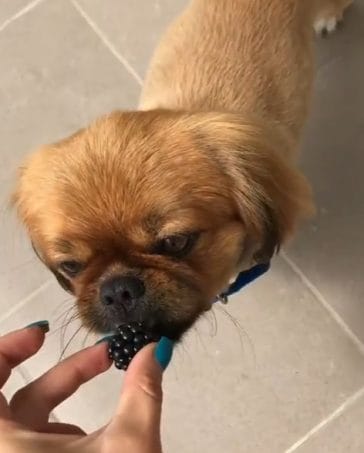 14 Funny Pictures Proving That Pekingese are Gourmets - PetPress