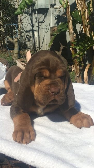 The 14 Cutest Bloodhound Pictures of All Time - PetPress