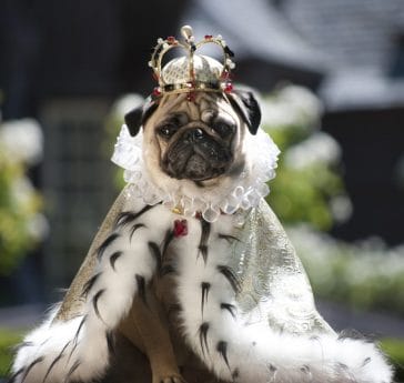 15 Reasons Why Pugs Are The Most Majestic Creatures On Earth - PetPress