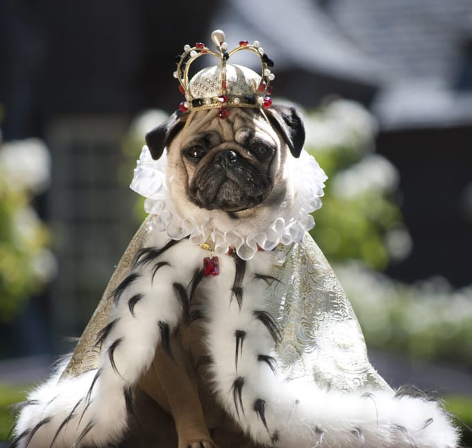 15 Reasons Why Pugs Are The Most Majestic Creatures On Earth - PetPress