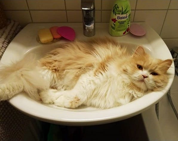 15 Funny Persian Cat Pictures That Will Make Your Day! - PetPress