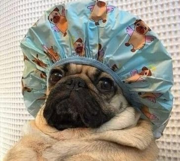 15 Stylish Pugs Who Will Make Your Day - PetPress