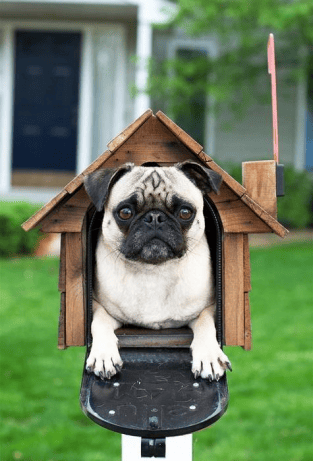 14 Reasons Why You Should Never, EVER Own Pugs - PetPress
