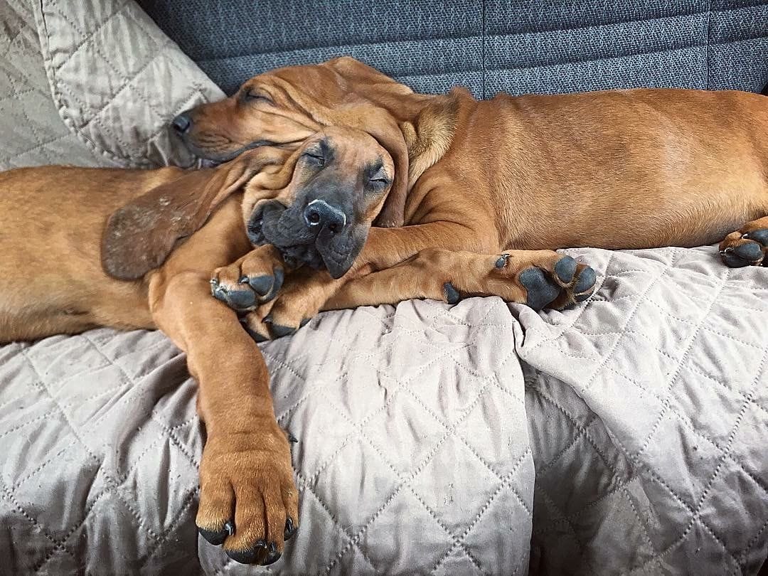 The 14 Cutest Bloodhound Pictures of All Time - PetPress