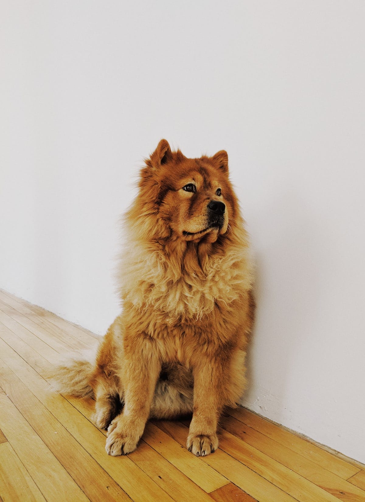 15 Things Only Chow Chow Owners Will Understand - PetPress