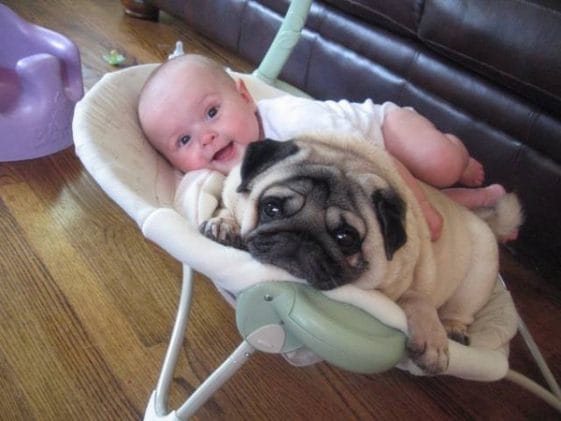 14 Reasons Why You Should Never, EVER Own Pugs - PetPress