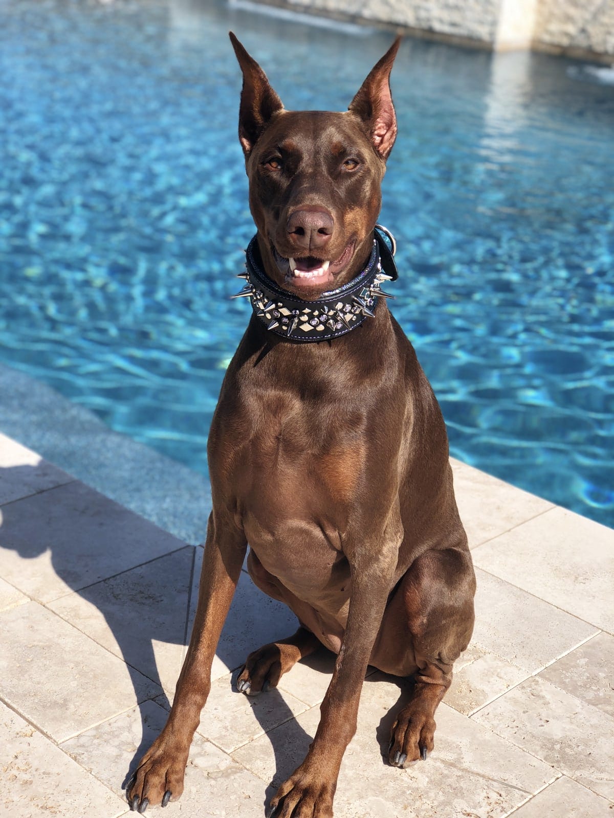 15 Cool Facts You Didn’t Know About the Doberman - PetPress