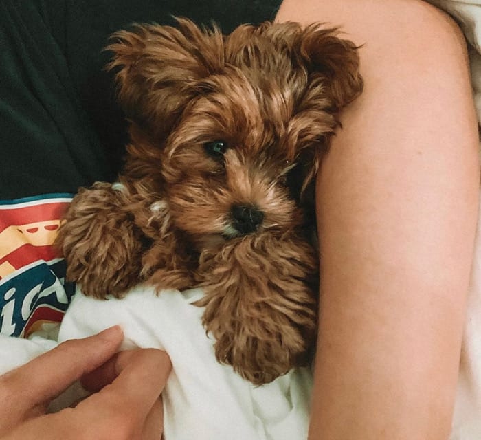 14 Photos Of Havanese That Will Make You Smile - PetPress