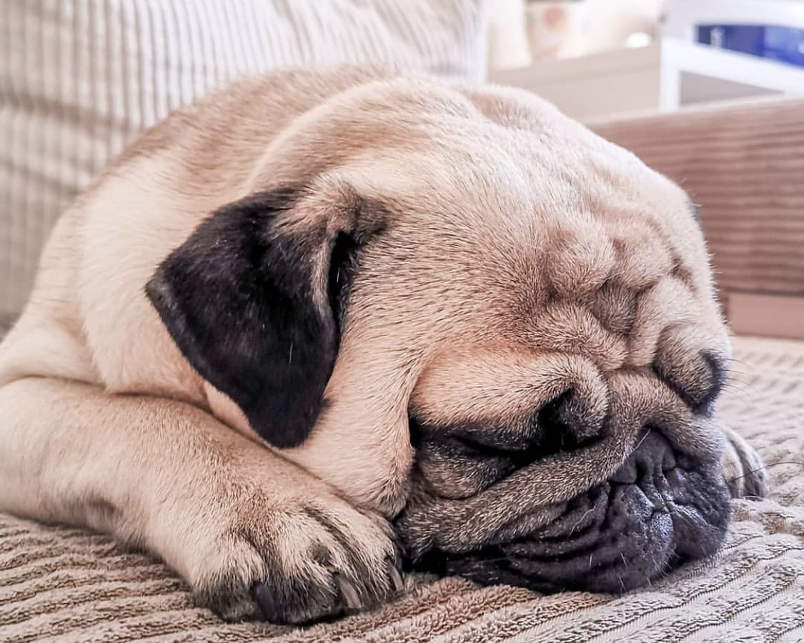 14 Photos Showing That Pugs Love To Sleep So Much! - PetPress