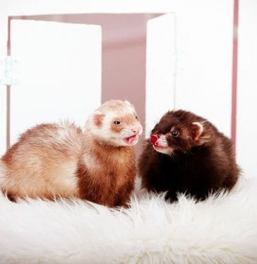 14 Tips For Keeping And Feeding Domestic Ferrets