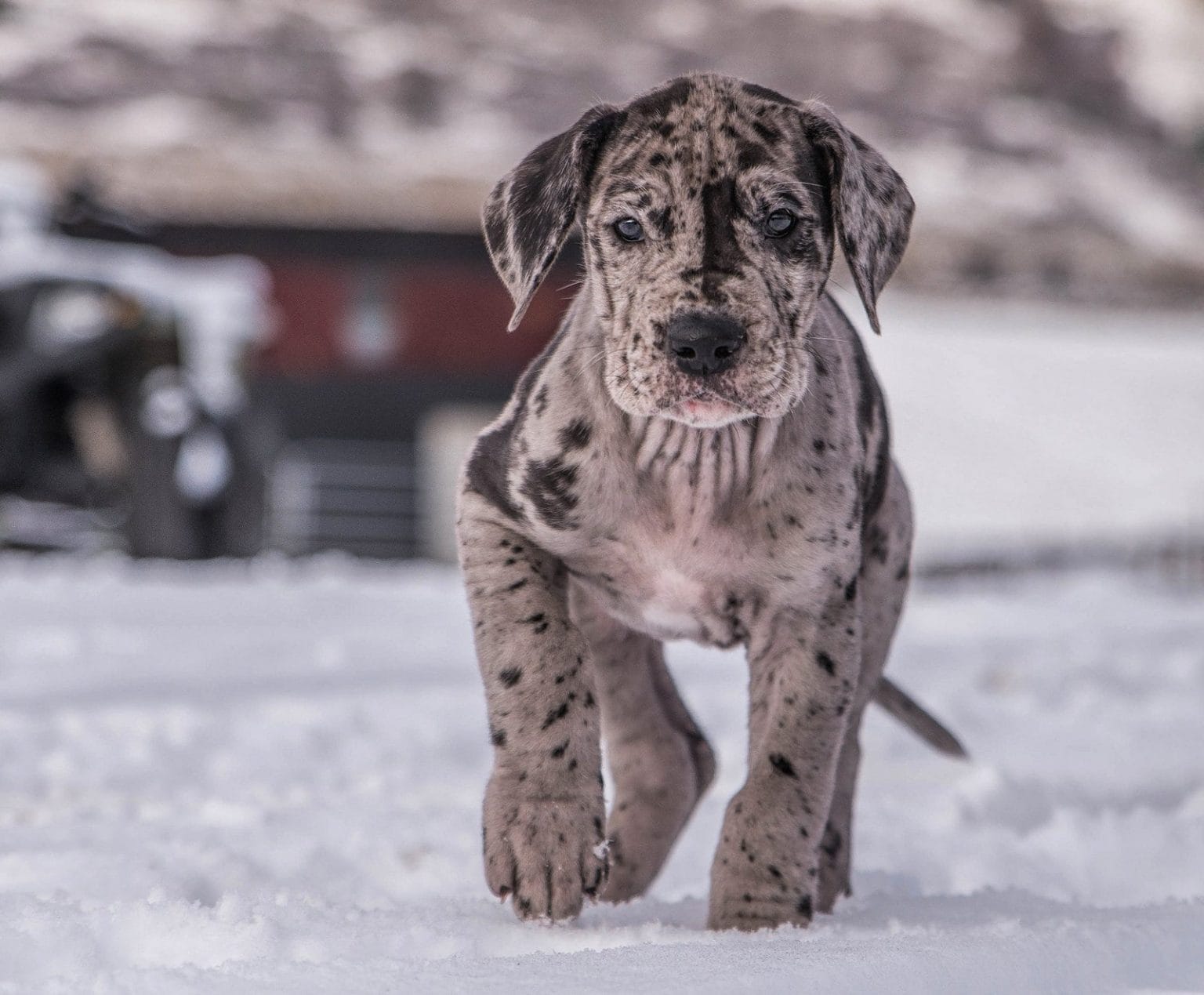 15 Big Facts About Great Danes - PetPress