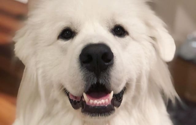 14 Things You Didn’t Know About Great Pyrenees - PetPress