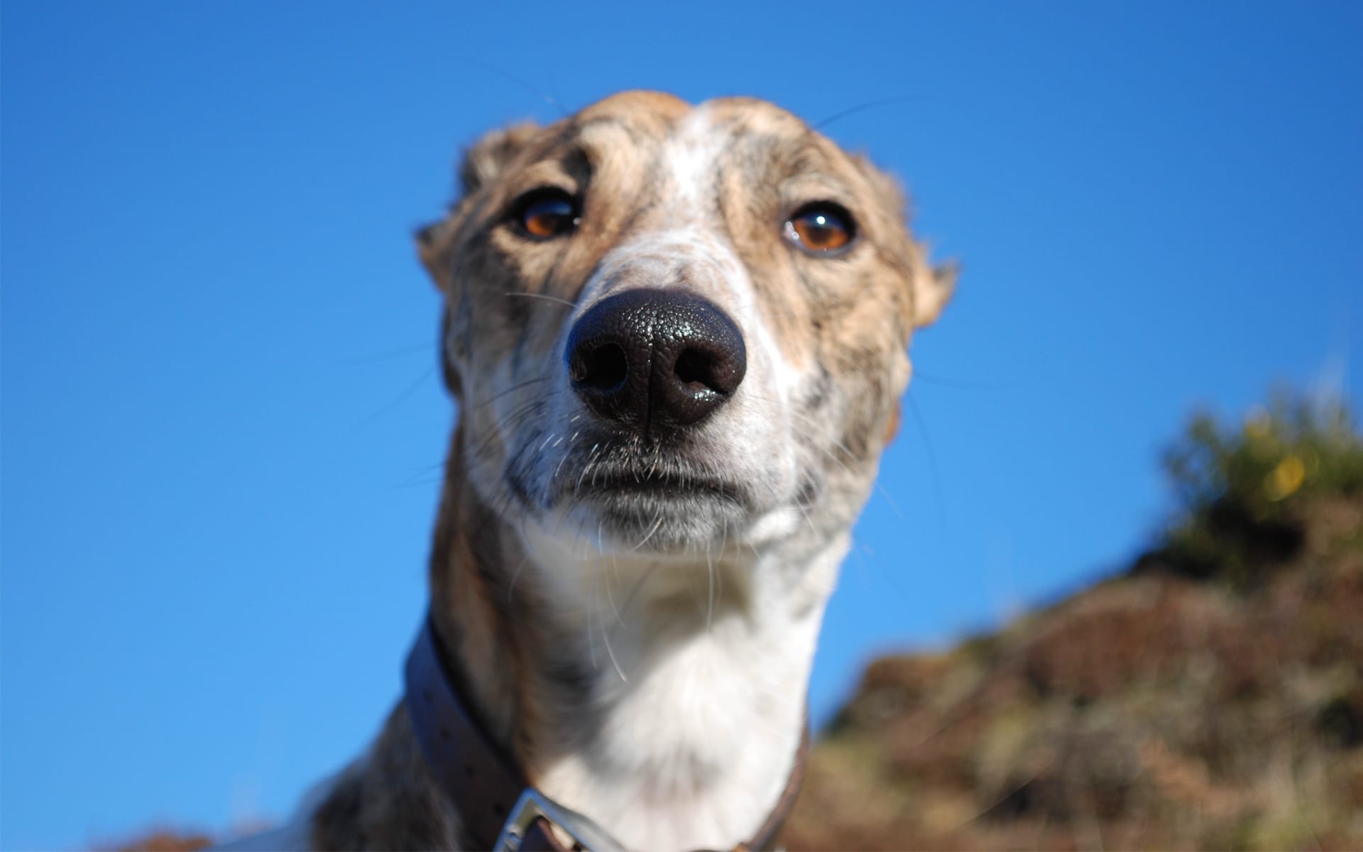 14 Cute Pictures of Greyhounds - PetPress