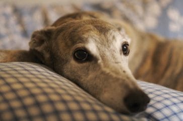 14 Cute Pictures of Greyhounds - PetPress