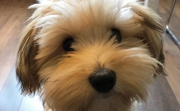 14 Cool Facts About The Havanese Dog - PetPress