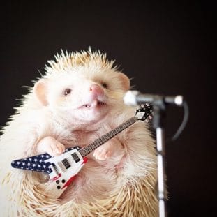 17 Fun Facts About Hedgehogs - Page 2 of 3 - PetPress