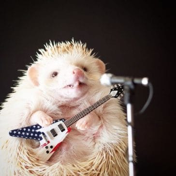 17 Fun Facts About Hedgehogs - Page 2 of 3 - PetPress