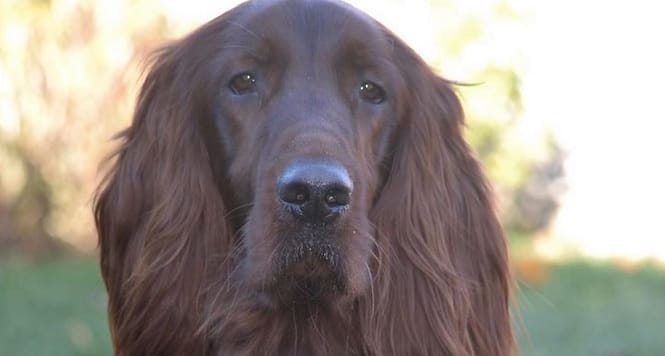 14 Facts About Irish Setters - PetPress