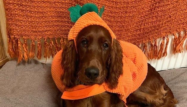 14 Fun Facts About the Irish Setter - PetPress