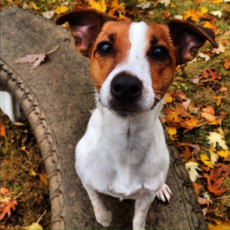 16 Active Facts About Jack Russell Terriers - PetPress