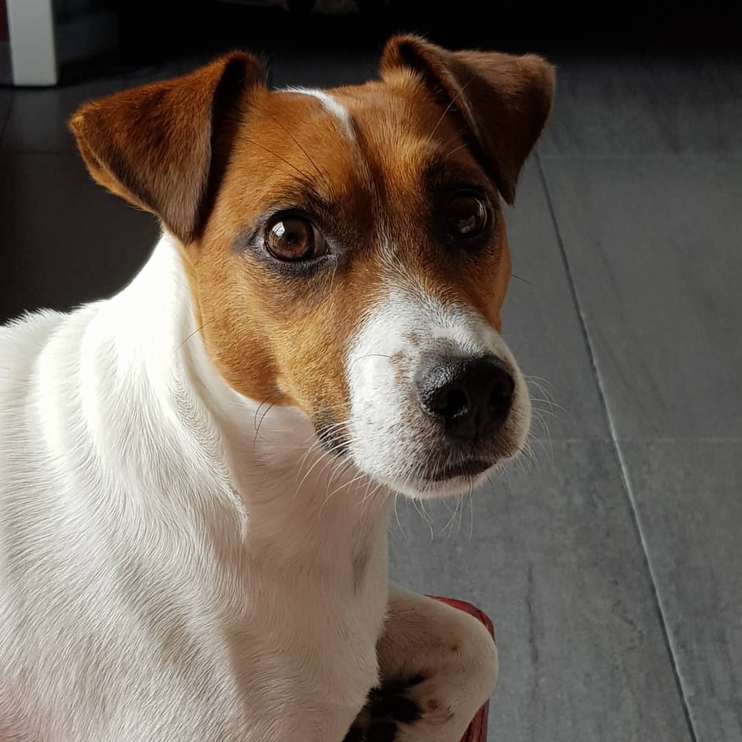 14 Beautiful Pictures Of Jack Russell Terriers - PetPress