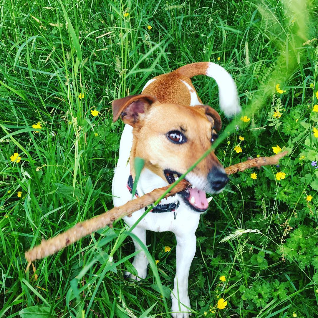 14 Beautiful Pictures Of Jack Russell Terriers - PetPress