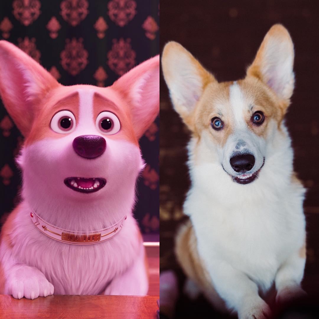 15 Funny Photos Of Corgis That Will Make You Smile - PetPress
