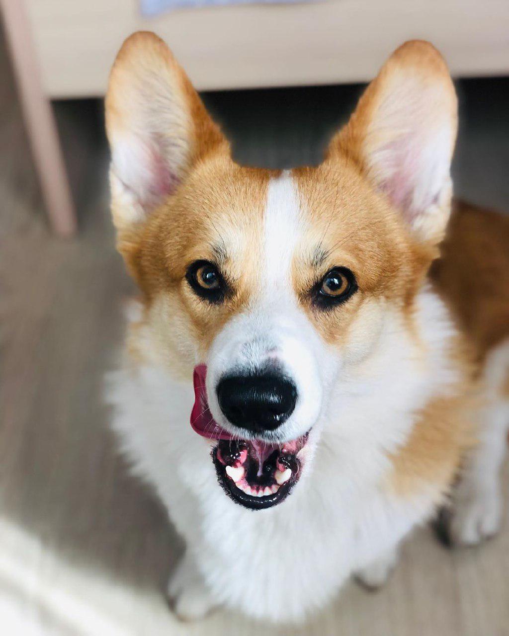 15 Funny Photos Of Corgis That Will Make You Smile - Page 2 of 3 - PetPress