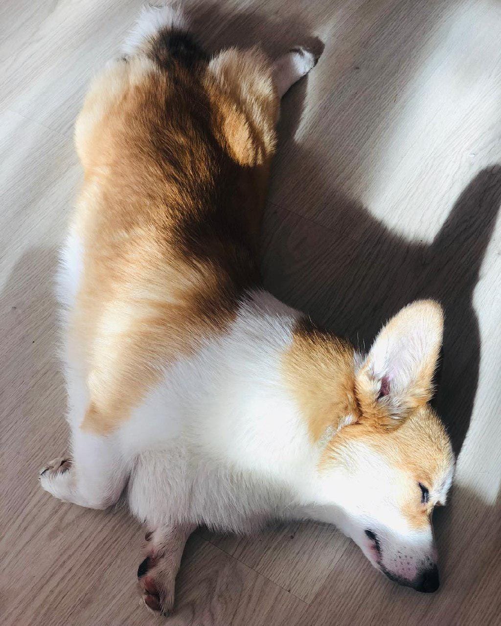 15 Funny Photos Of Corgis That Will Make You Smile - PetPress