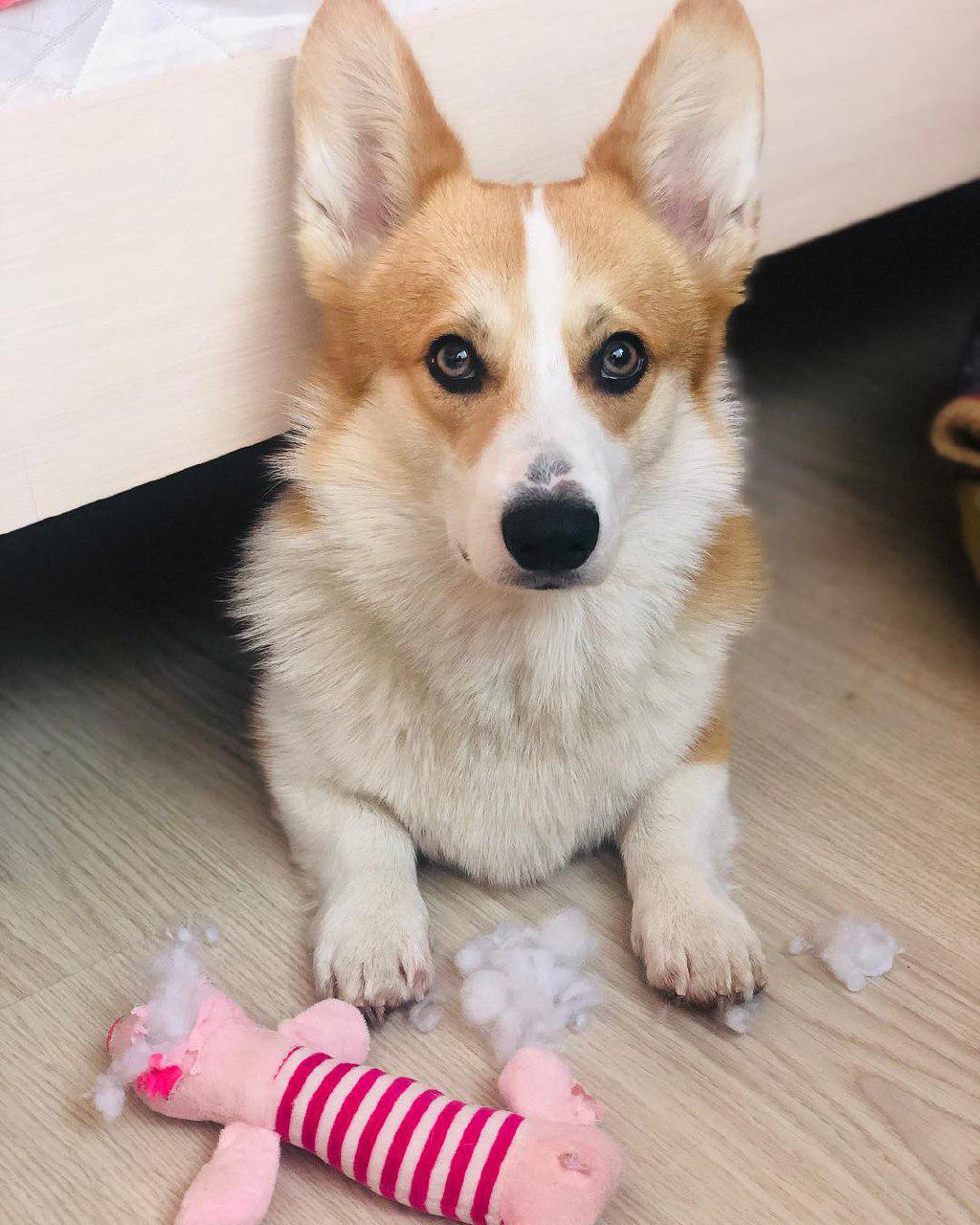 15 Funny Photos Of Corgis That Will Make You Smile - PetPress