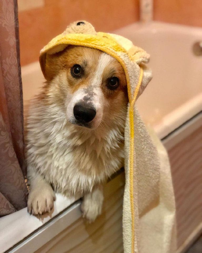 15 Funny Photos Of Corgis That Will Make You Smile - Page 2 of 3 - PetPress