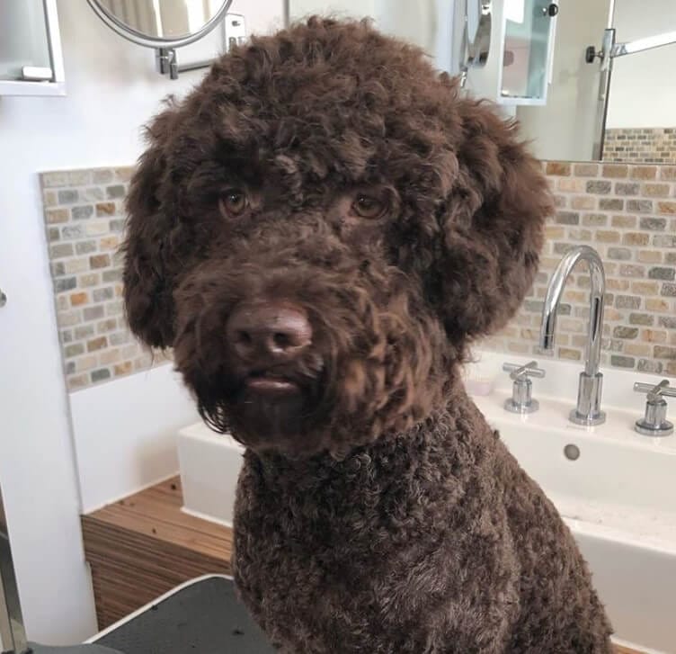 14 Tips For Caring For A Curly Handsome - Lagotto Romagnolo - PetPress