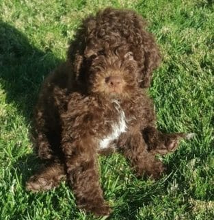 14 Tips For Caring For A Curly Handsome - Lagotto Romagnolo - PetPress