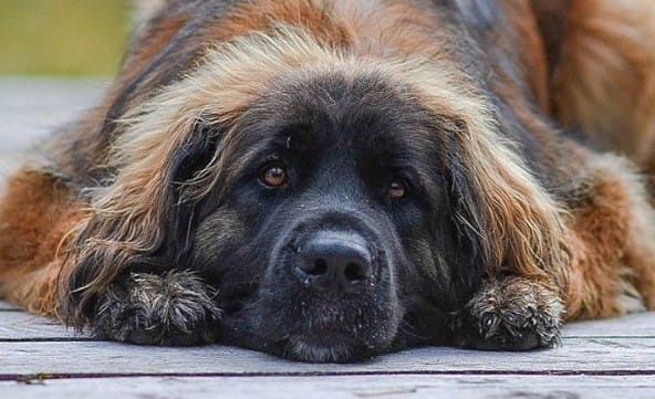 14 Astonishing Facts About Leonbergers - PetPress