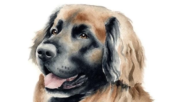 The 14 Best Leonberger Paintings - PetPress