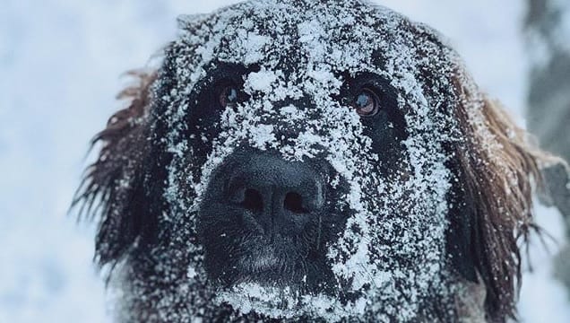 14 Things Only Leonberger Owners Would Understand - PetPress