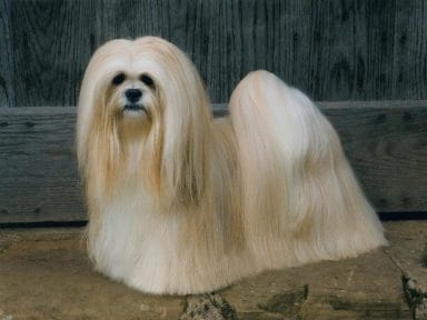 14 Things You Didn't Know About the Lhasa Apso - Page 2 of 3 - PetPress