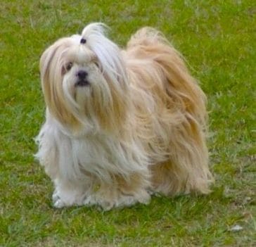 14 Things You Didn't Know About the Lhasa Apso - Page 2 of 3 - PetPress