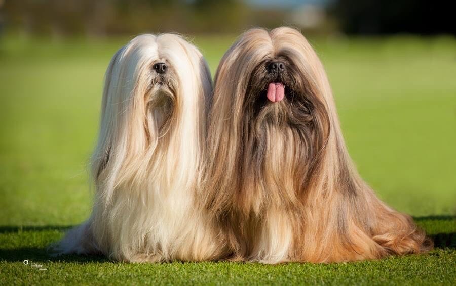 14 Things You Didn't Know About the Lhasa Apso - Page 3 of 3 - PetPress