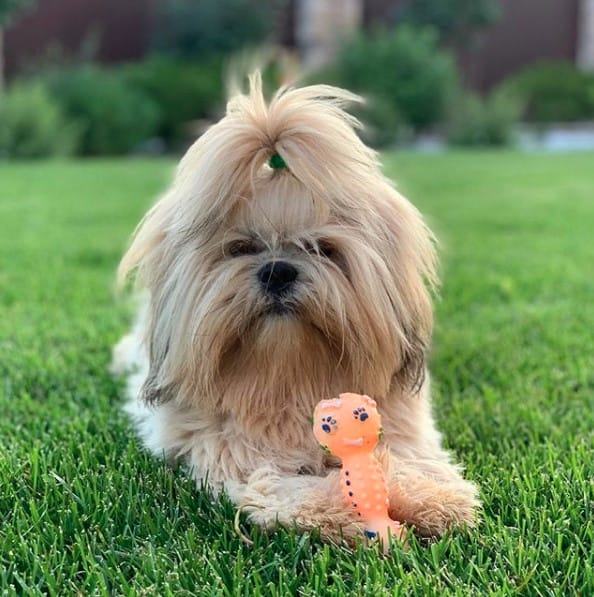 The 14 Golden Rules of Feeding Lhasa Apsos - PetPress