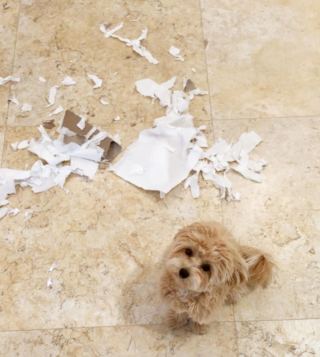 14 Photos That Show What You Should Expect If You Take a Maltipoo ...