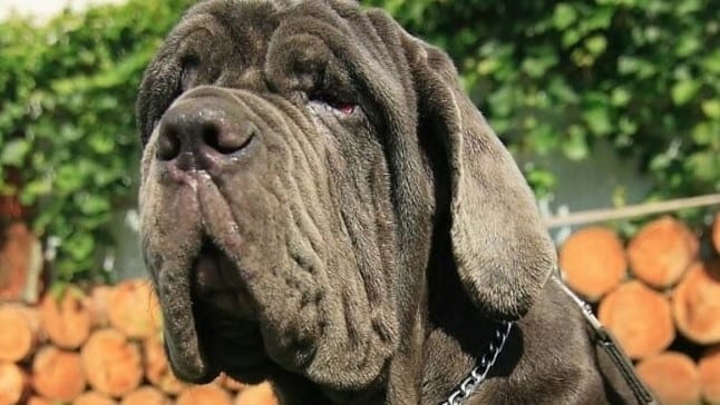 14 Interesting And Fun Facts About Neapolitan Mastiffs - PetPress