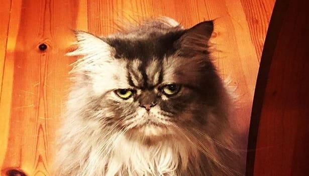 14 Funny Pictures Of Persian Cats To Make You Smile - PetPress