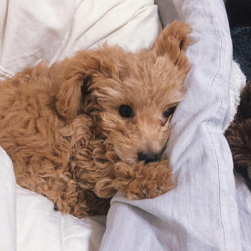 14 Toy Poodles That Will Brighten Your Day Immediately - PetPress