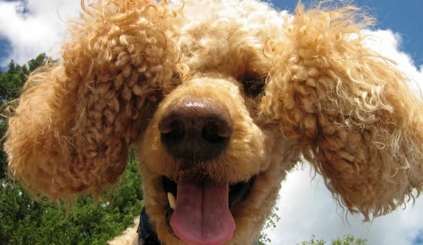 14 General Facts About The Poodle - PetPress