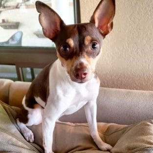 14 Reasons Rat Terriers Are The Cutest Creatures In The Galaxy - PetPress