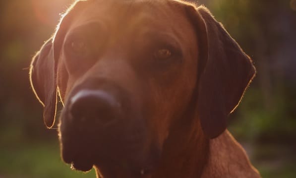 14 Things You Didn’t Know About the Rhodesian Ridgeback - Page 3 of 3 ...